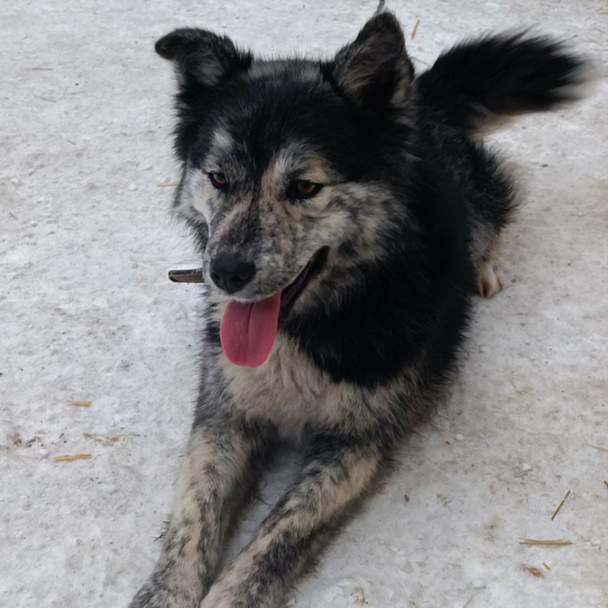 Собака 8 месяцев