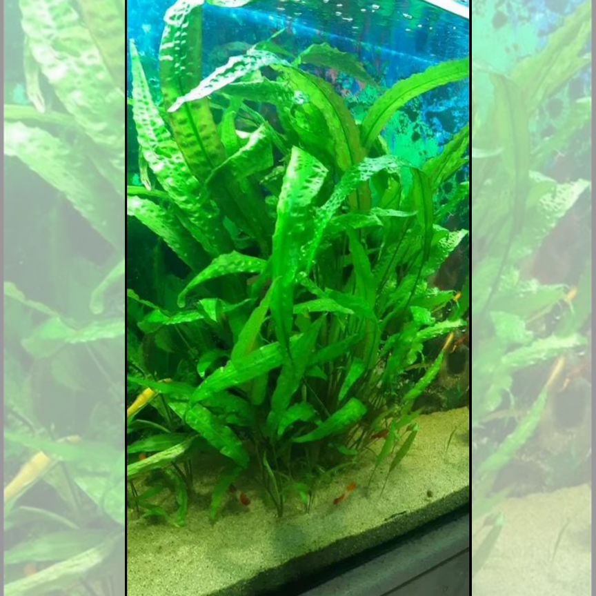 Аквариумное растение
