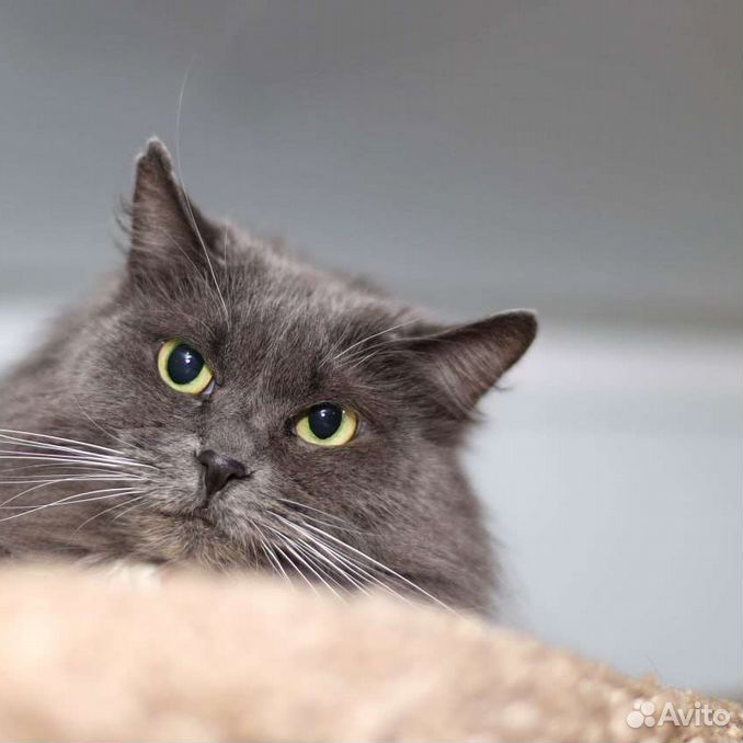 Кошка кот котейка бесплатно в дар