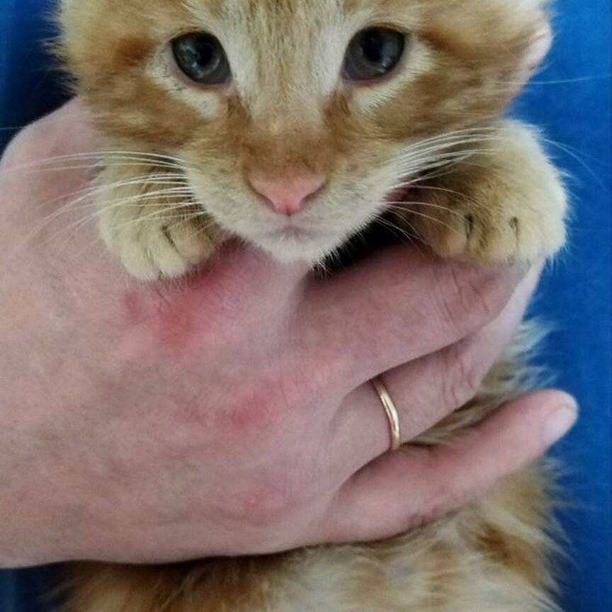 Котята мейн-кун девочки, мальчики