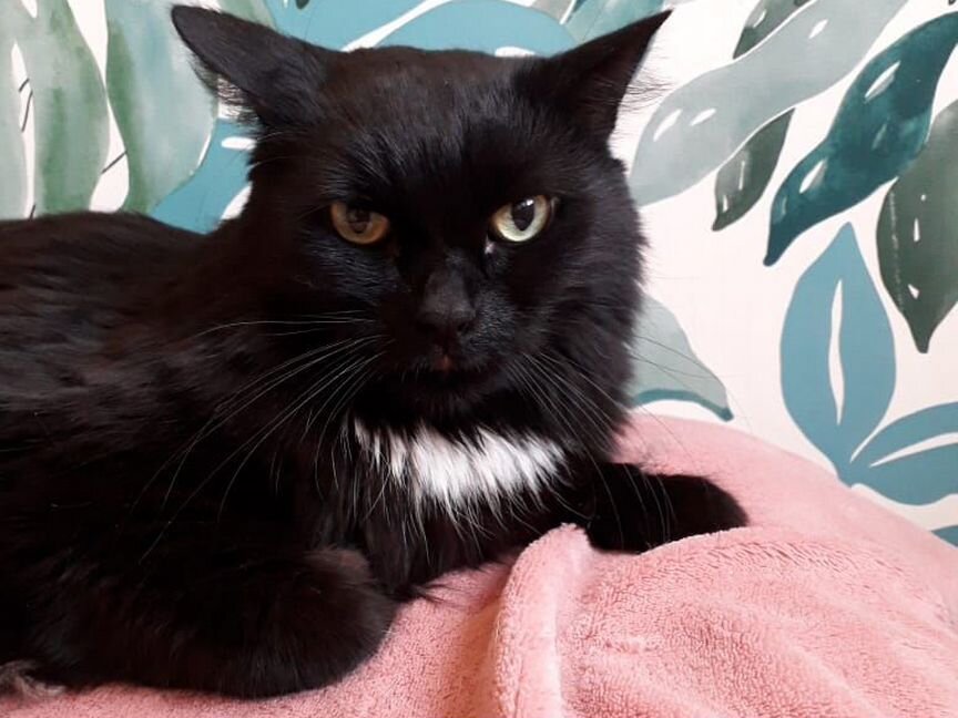 Мэйн кун бесплатно