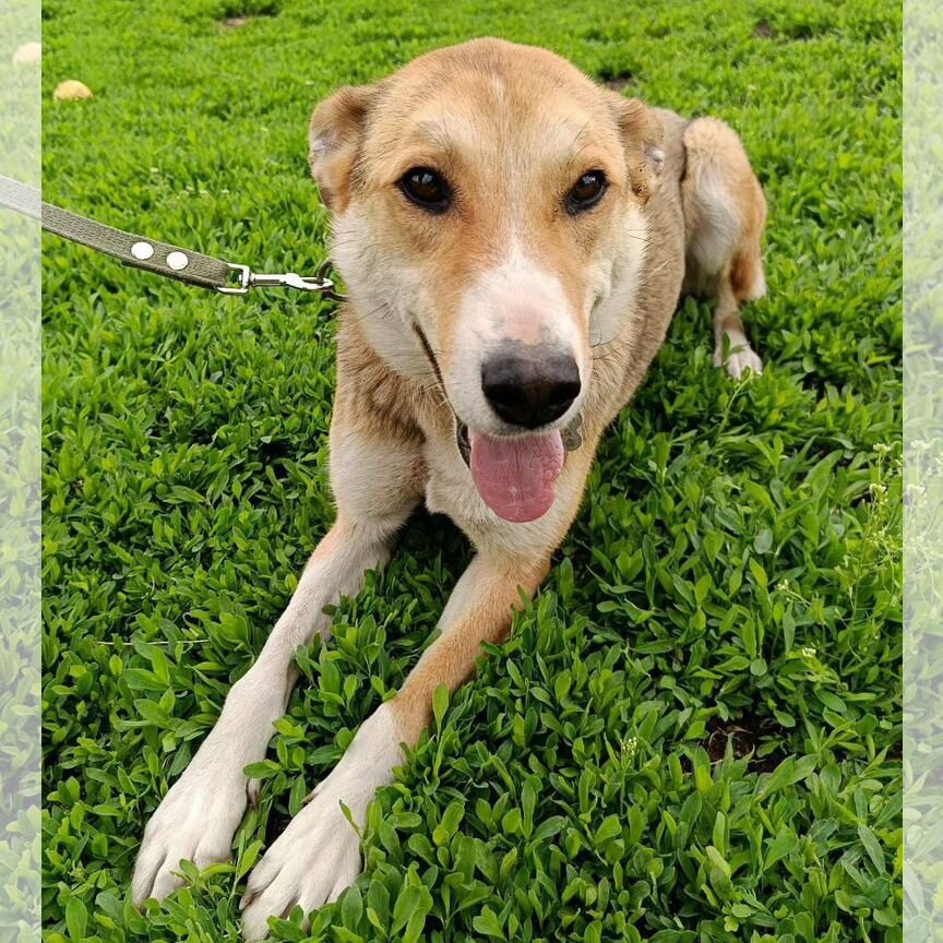 Собака в добрые руки отдам бесплатно