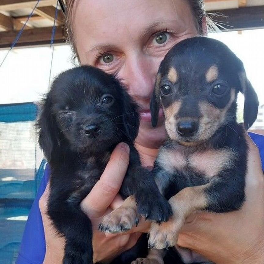 Щенки от таксы ищут дом