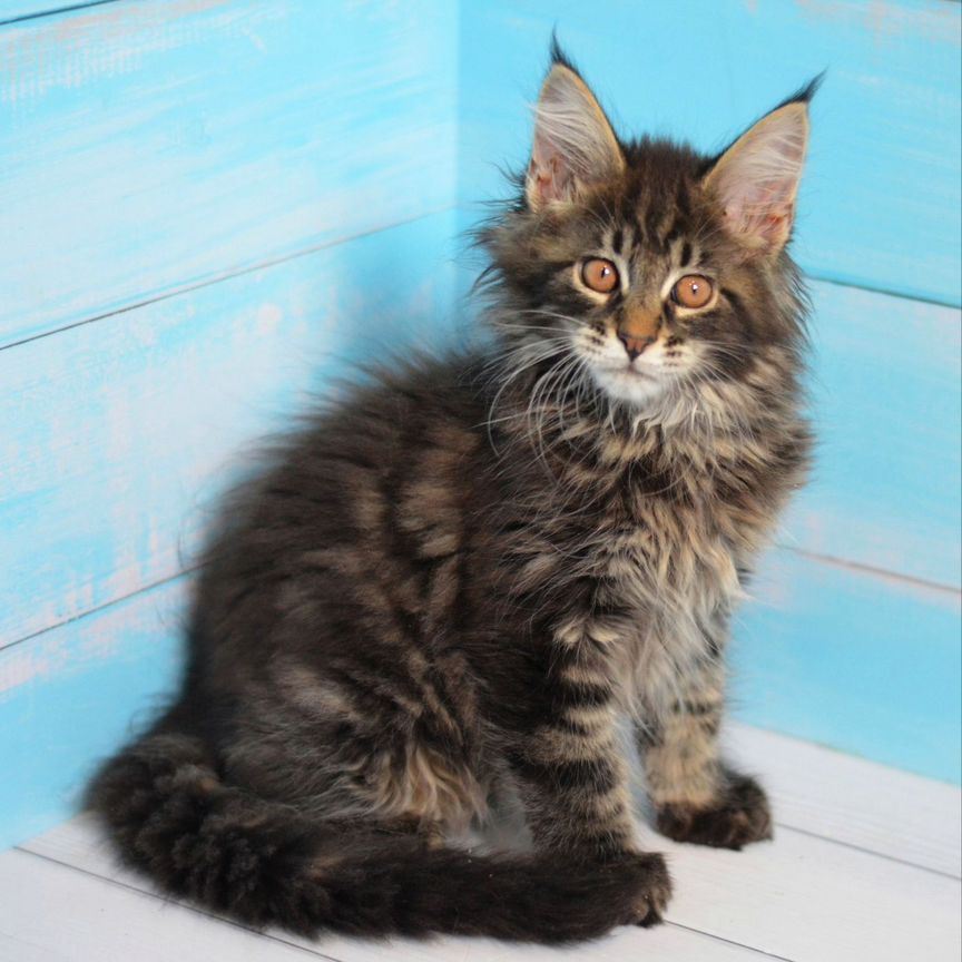 Котёнок Мейн-Кун