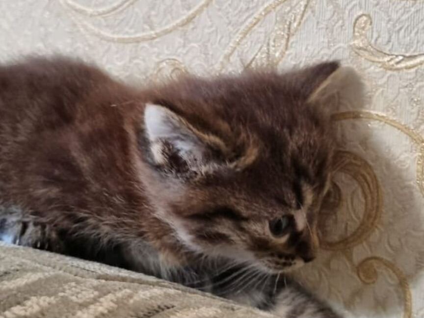 Котята в добрые руки бесплатно