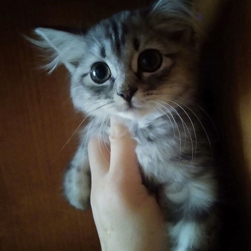 Отдам котенка