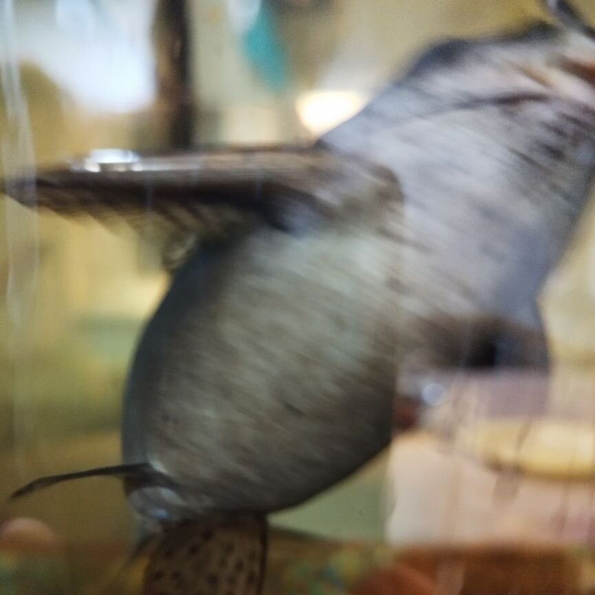 Анциструс сомище и рыбки