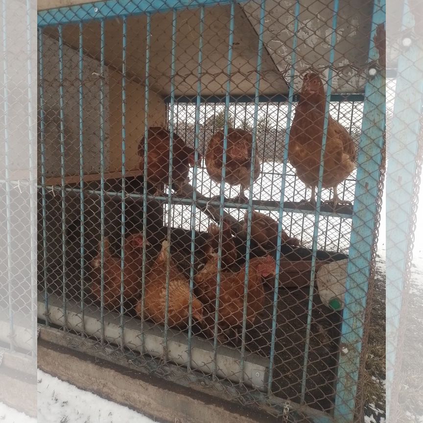 Курицы несушки домашние