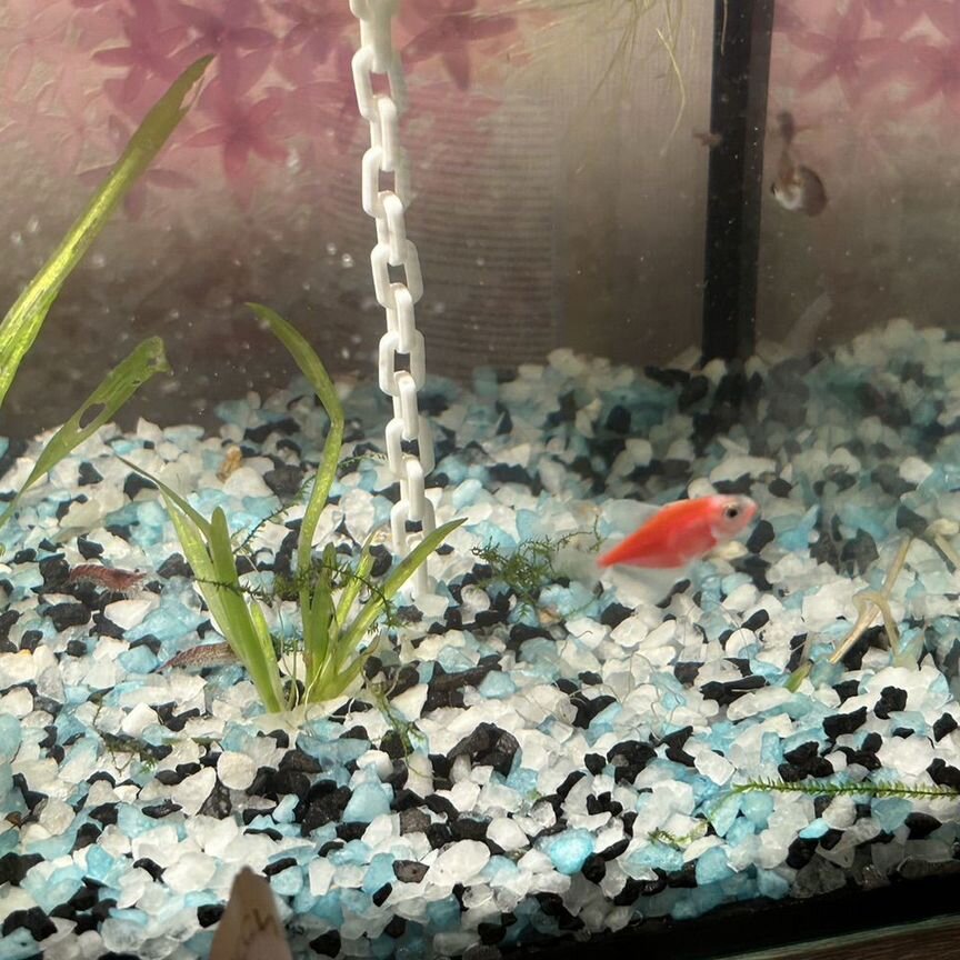 Тернеция гло