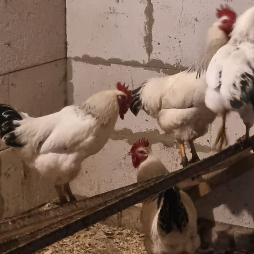 Петухи молодые Адлерская серебристая