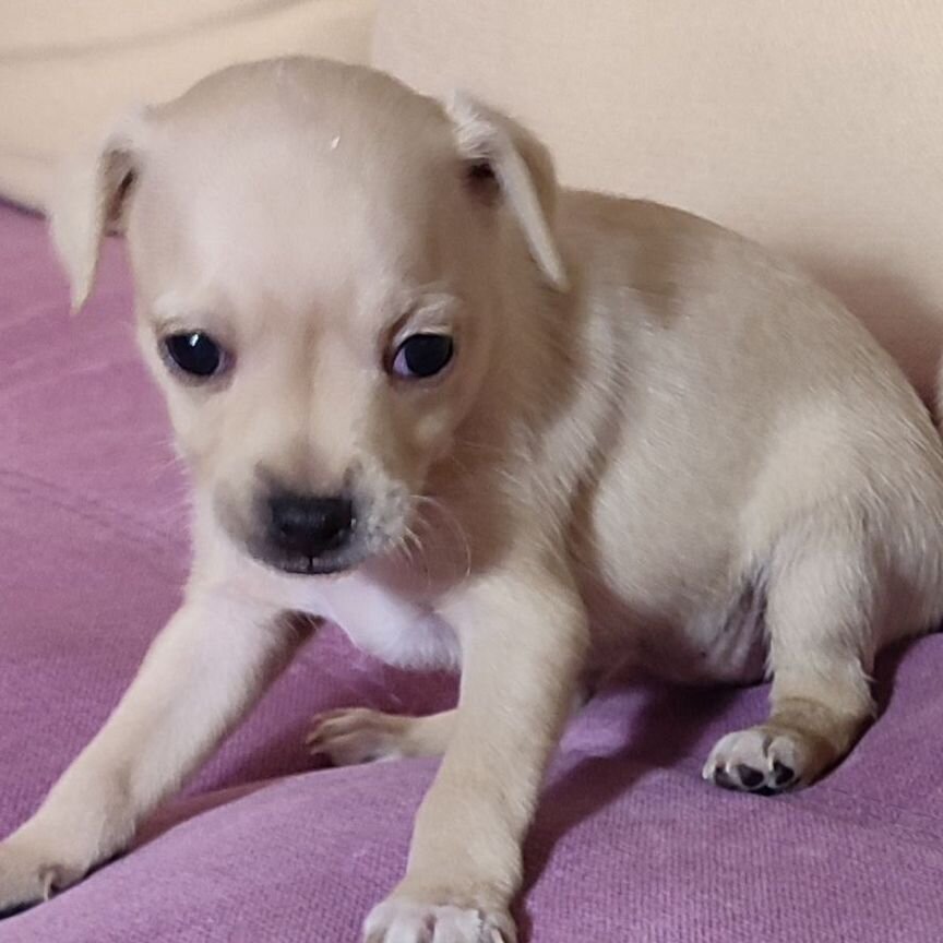 Русский той-терьер, щенок