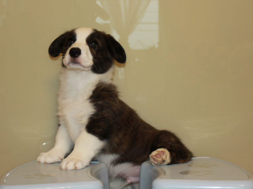 Весёлые корги