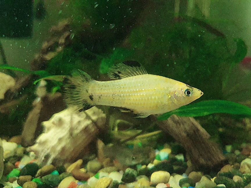 Молли, сомика отдам или обмен