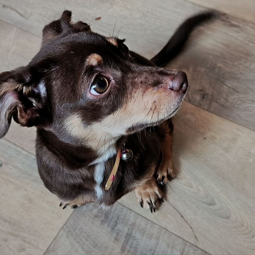 Отдам в хорошие руки девочки 10 месяцев