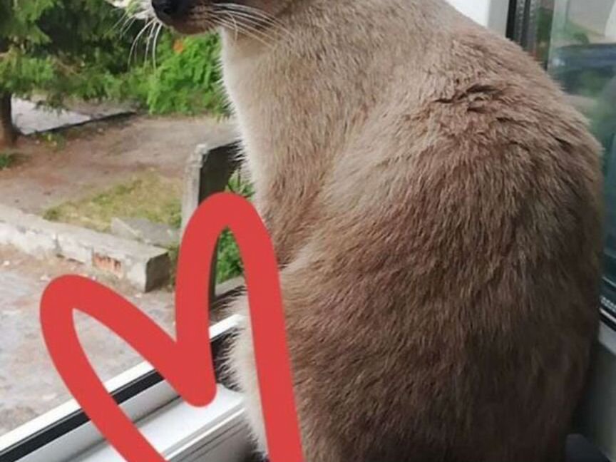 Тайская кошка