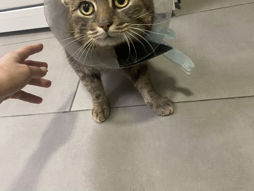 Котик отказник в добрые руки