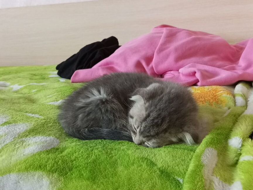 Вислоухий котëнок бесплатно