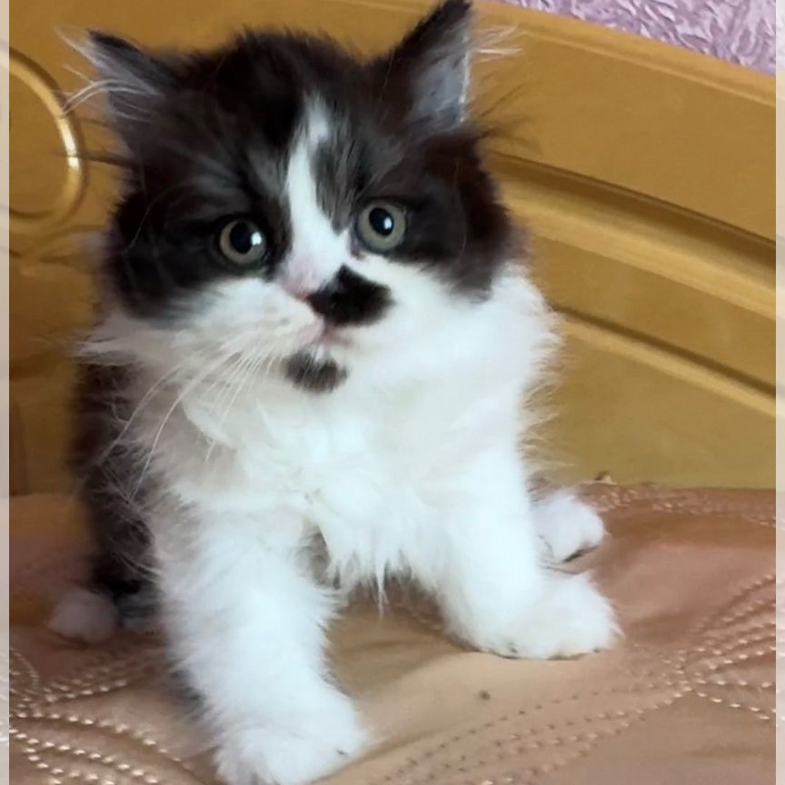 Длинношерстная британская кошечка