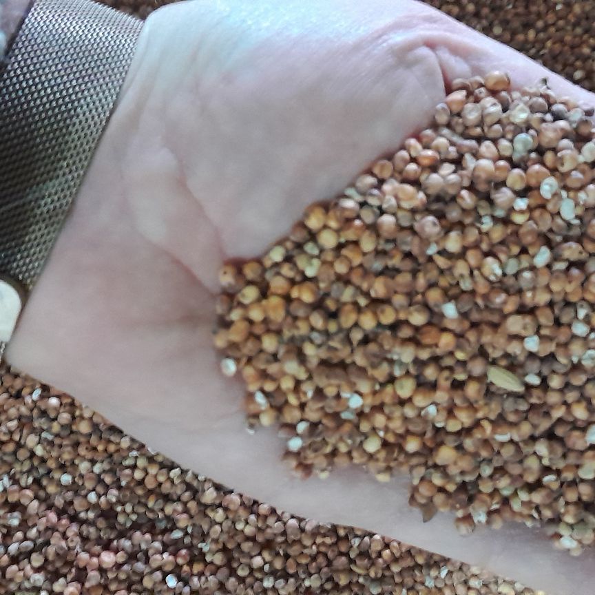 Сорго красное в продаже