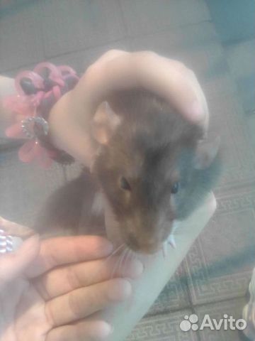 Декоративная крыса дамбо