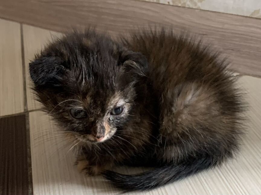 Кошка