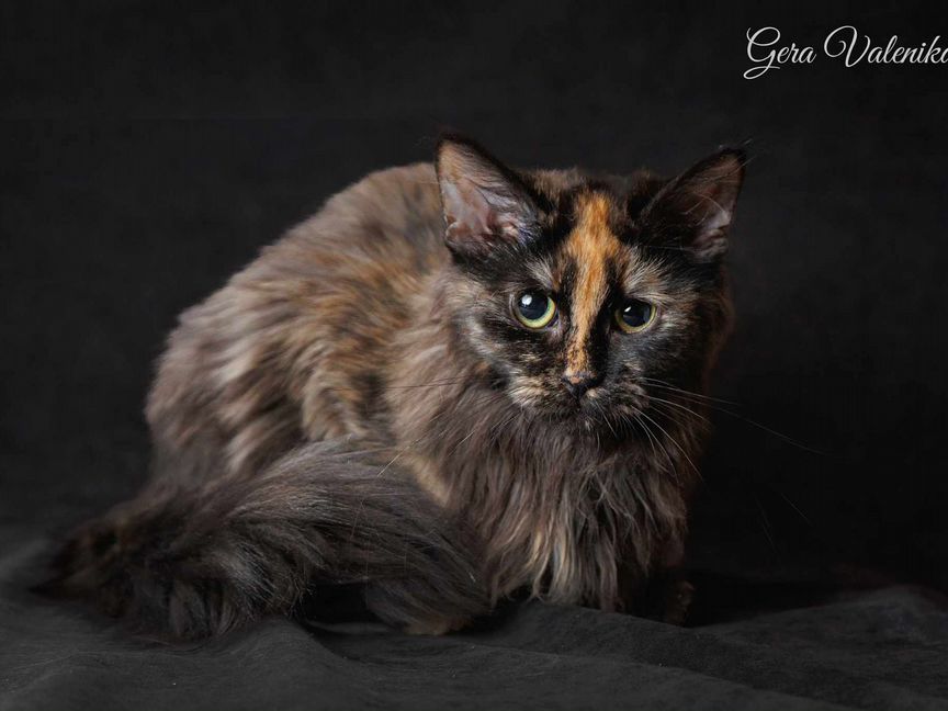 Продажа очаровательных сибирских котят