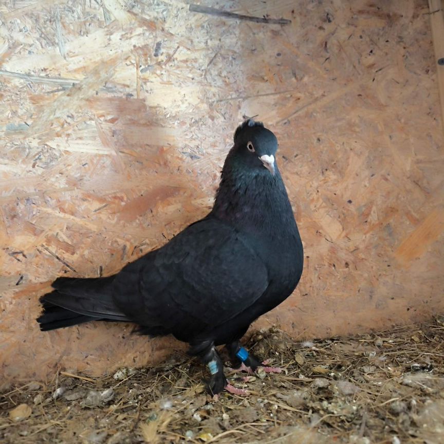 Турецкая Такла