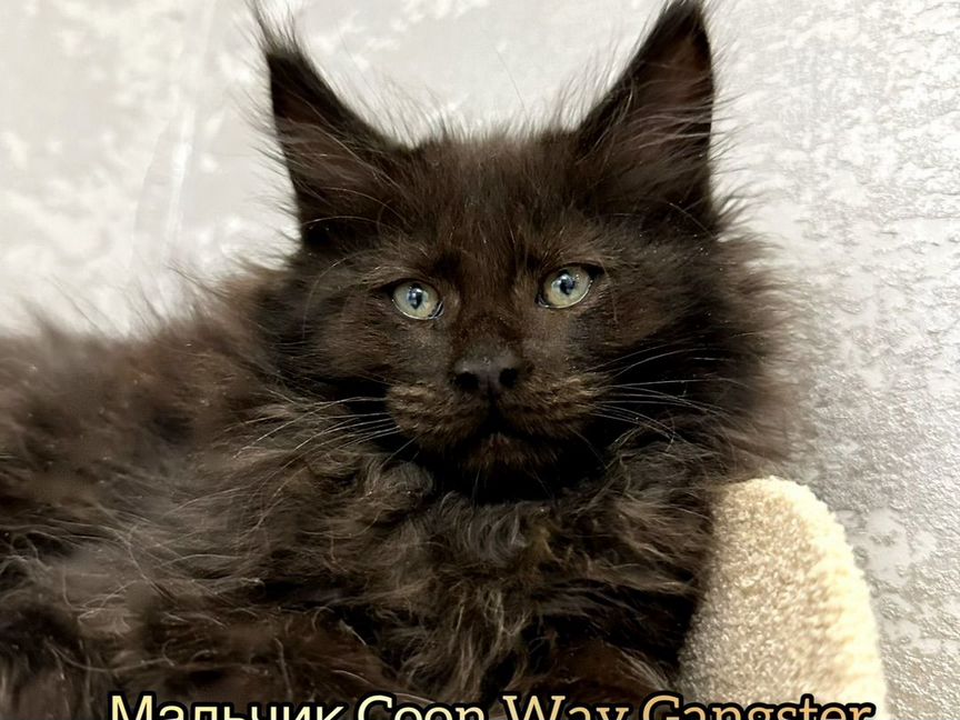 Котята Мейн кун