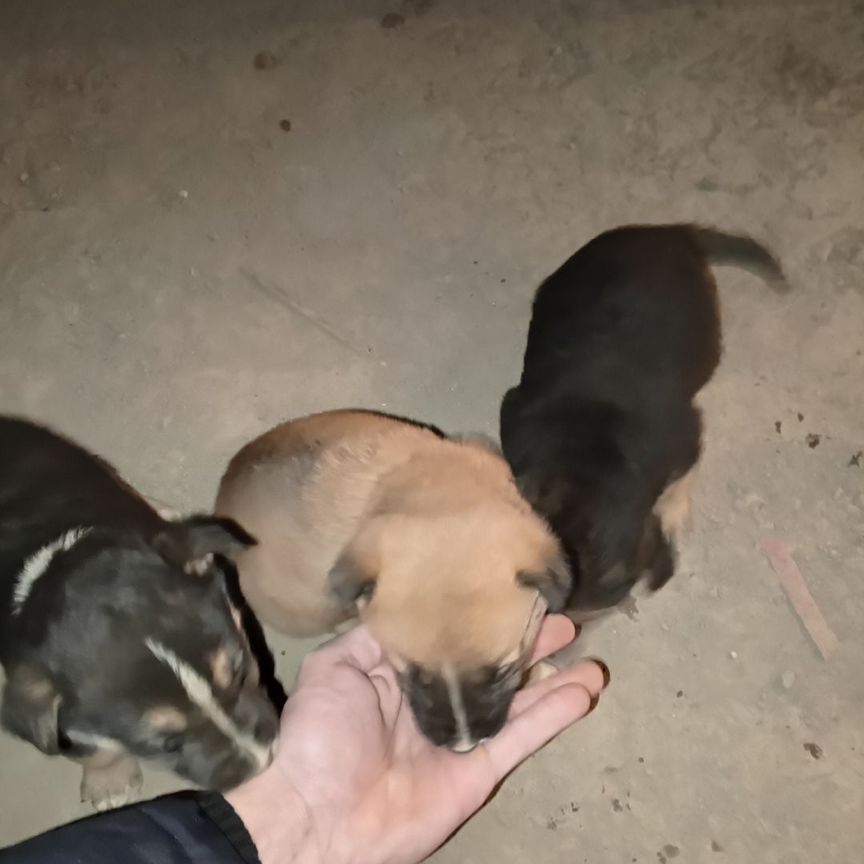 Щенки