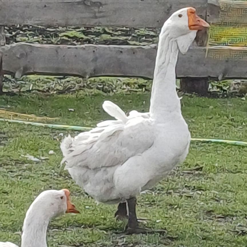 Гусаки Холмогоров