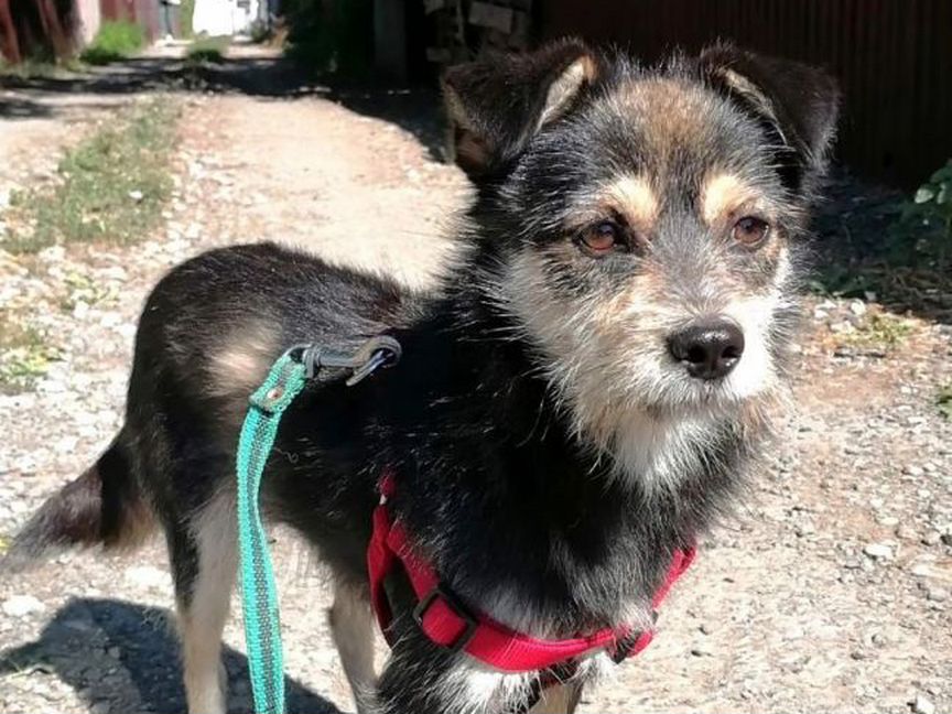 Собака, в добрые руки