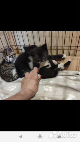 Котята шотландцы