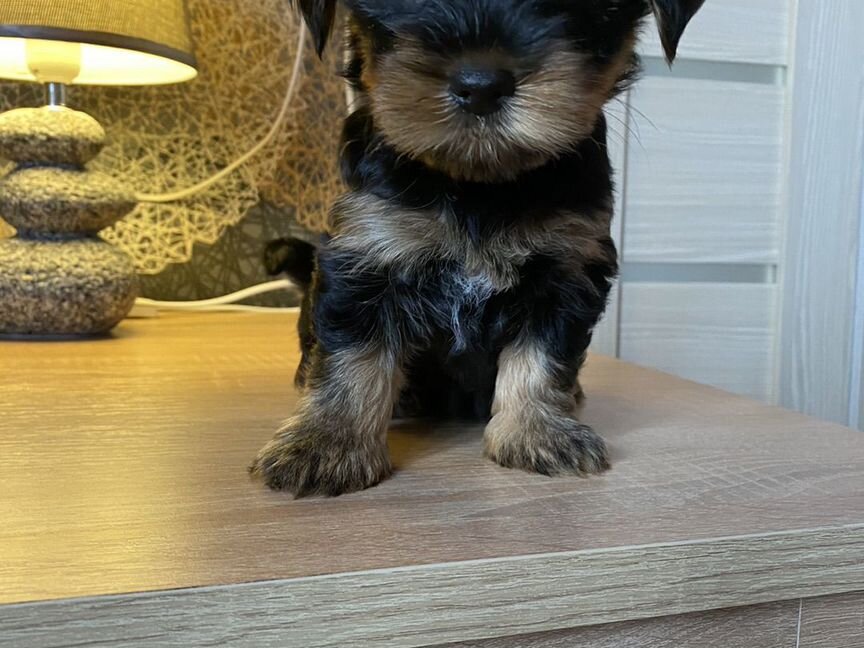 Йоркширский терьер щенки