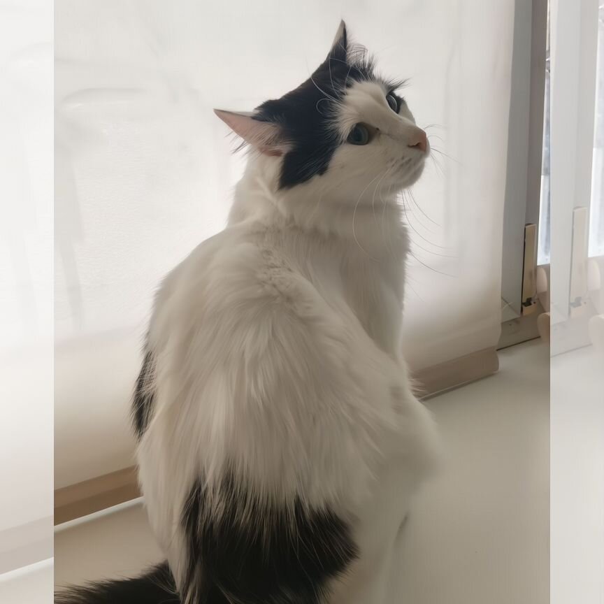 Взрослая кошка в добрые руки