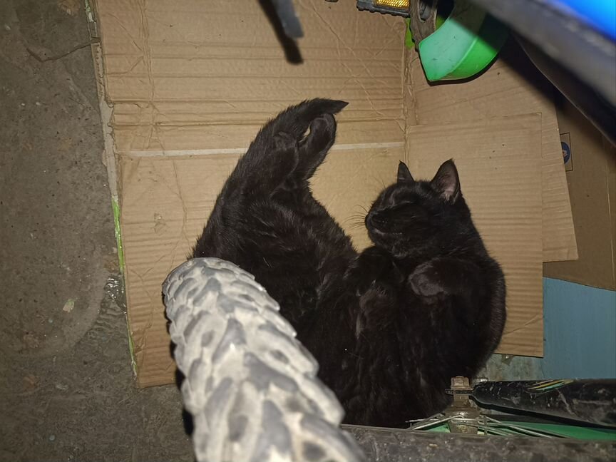 Черный котик с желтыми глазами