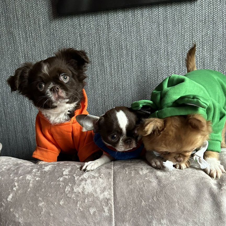 Реальные пацаны чихуахуа