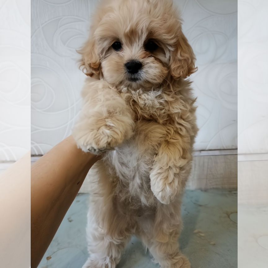 Мальтипу, щенок