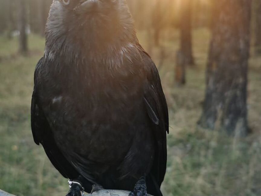 Ворон-Галка