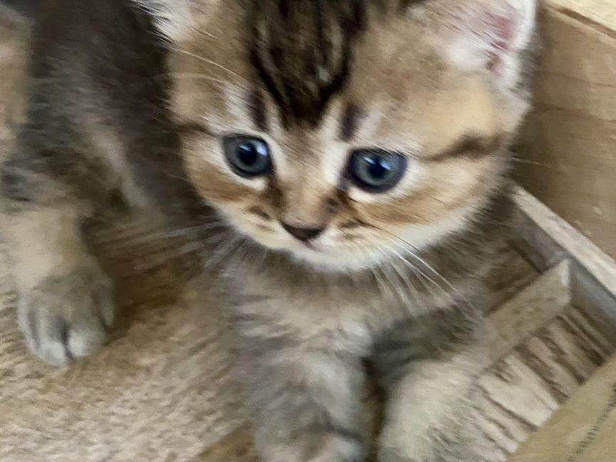 Котята золотая шиншилла