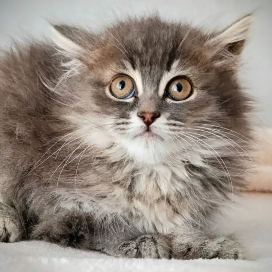 Сибирский котёнок