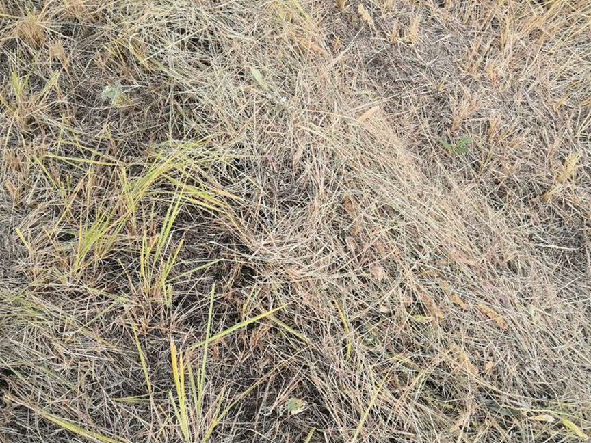 Сено степное разнотравье тюки 40на50 и 1метр длинн