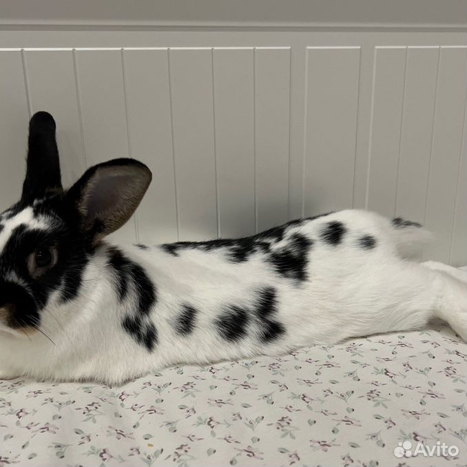 Кролик мальчик в добрые руки