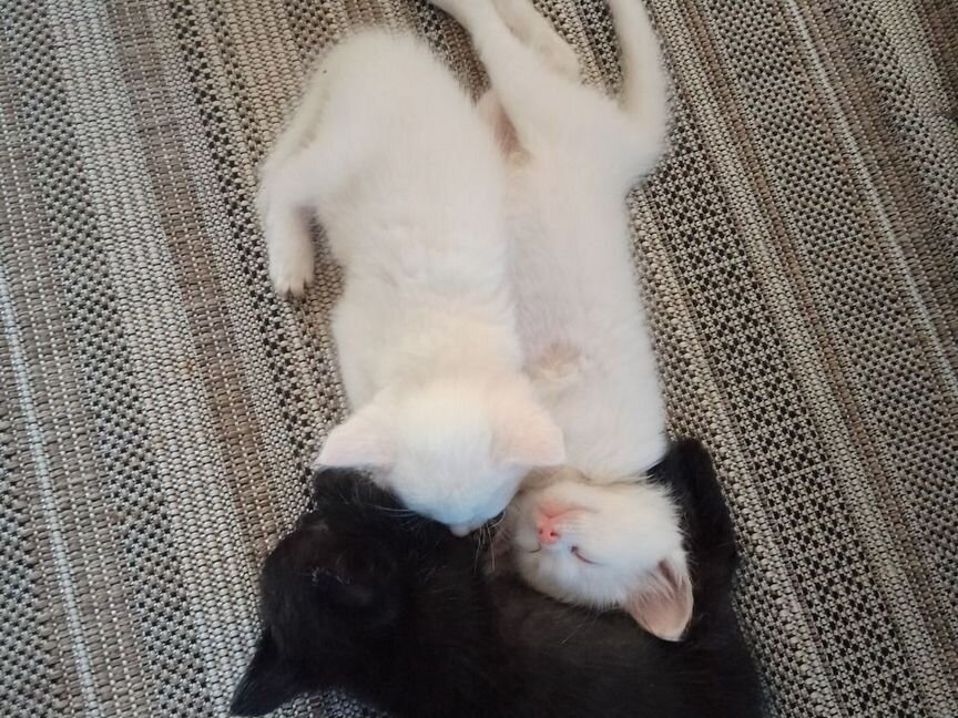 Кошка