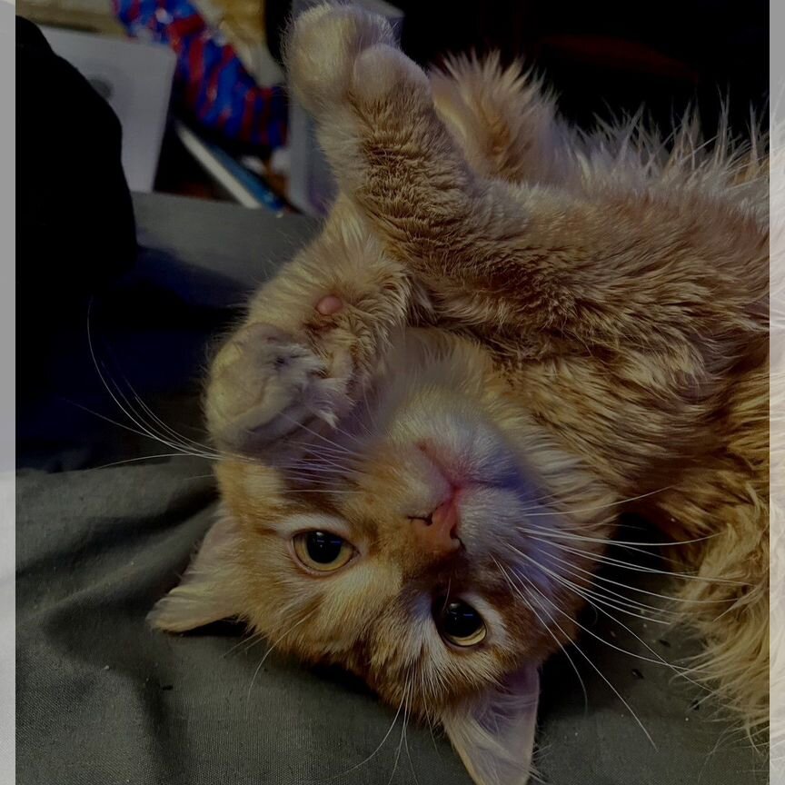 Взрослый кот в добрые руки