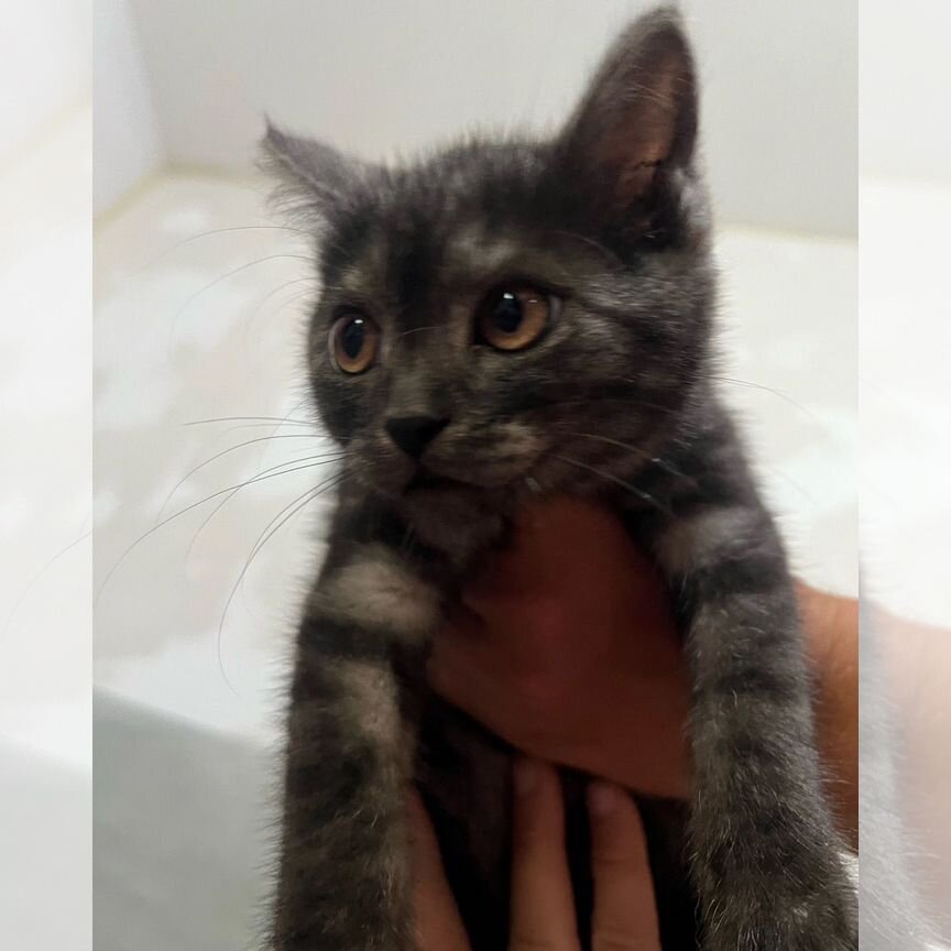 Шотландский прямоухий короткошёрстный котёнок