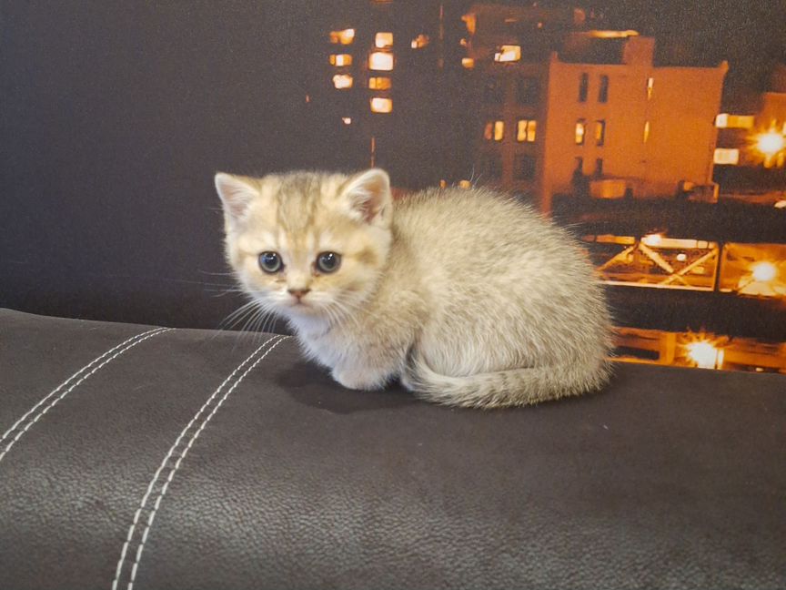 Кошки породистые