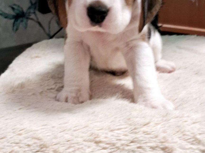 Щенки бигль