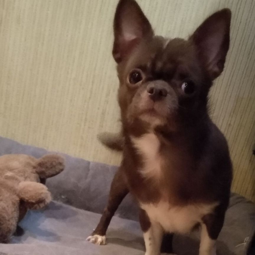 Чихуахуа, взрослая собака