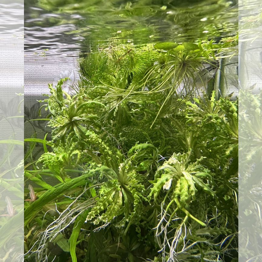 Погостемон хелфера.Молинезия