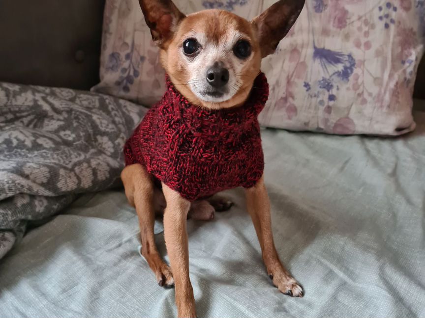Свитер для маленькой собаки